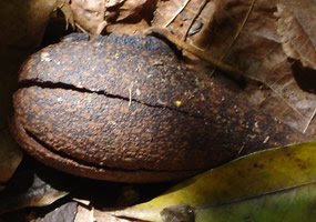 ÁRVORES BRASILEIRAS: Cedro - Rosa (Cedrela fissilis)